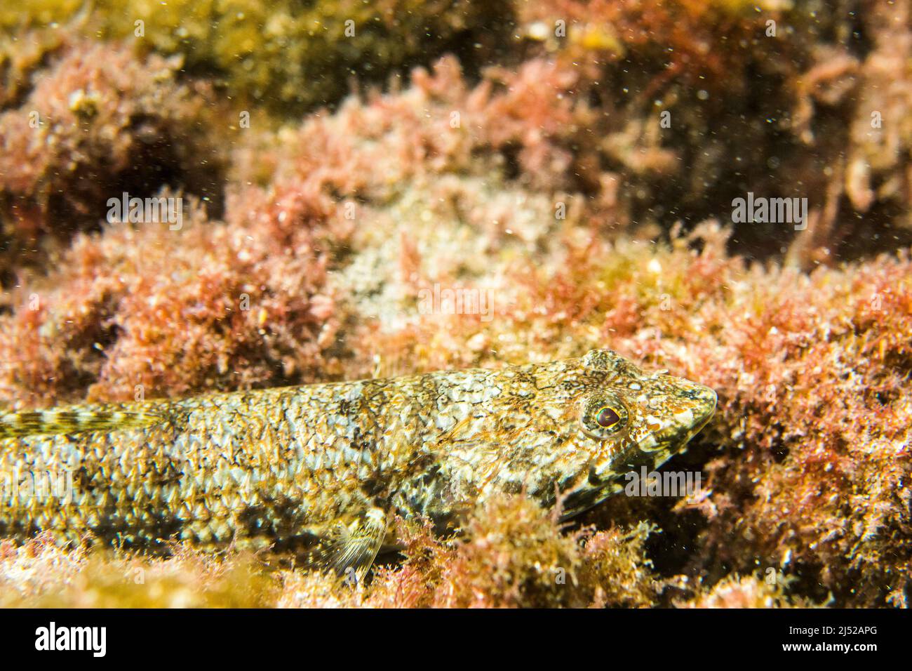 The diamond lizardfish (Synodus synodus) is a species of lizardfish ...