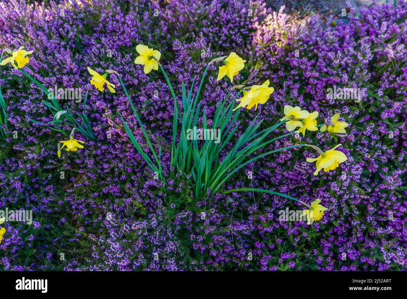 Dafodil park hi-res stock photography and images - Alamy
