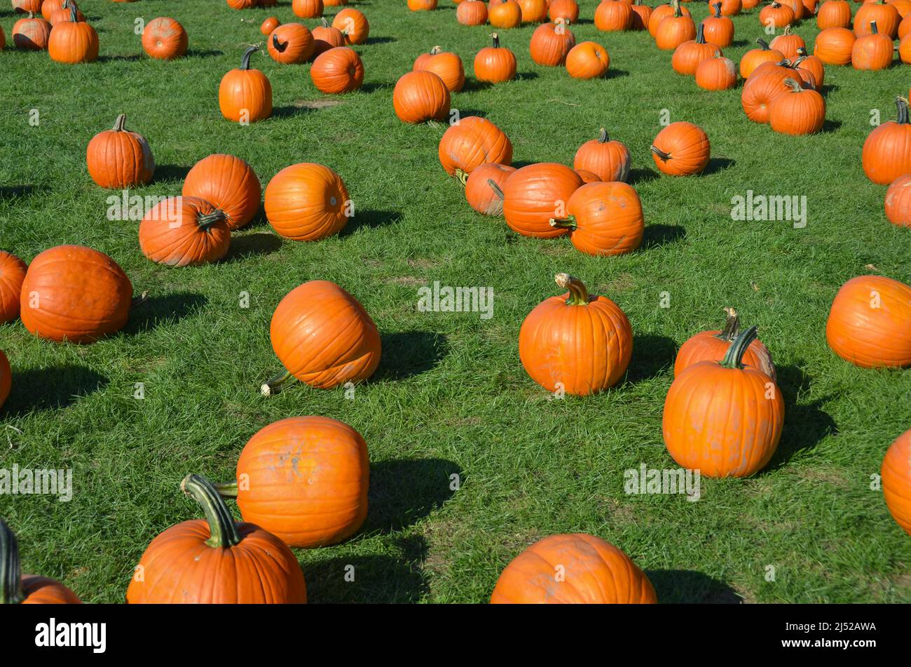 Pumpkin patch field Stock Photo - Alamy