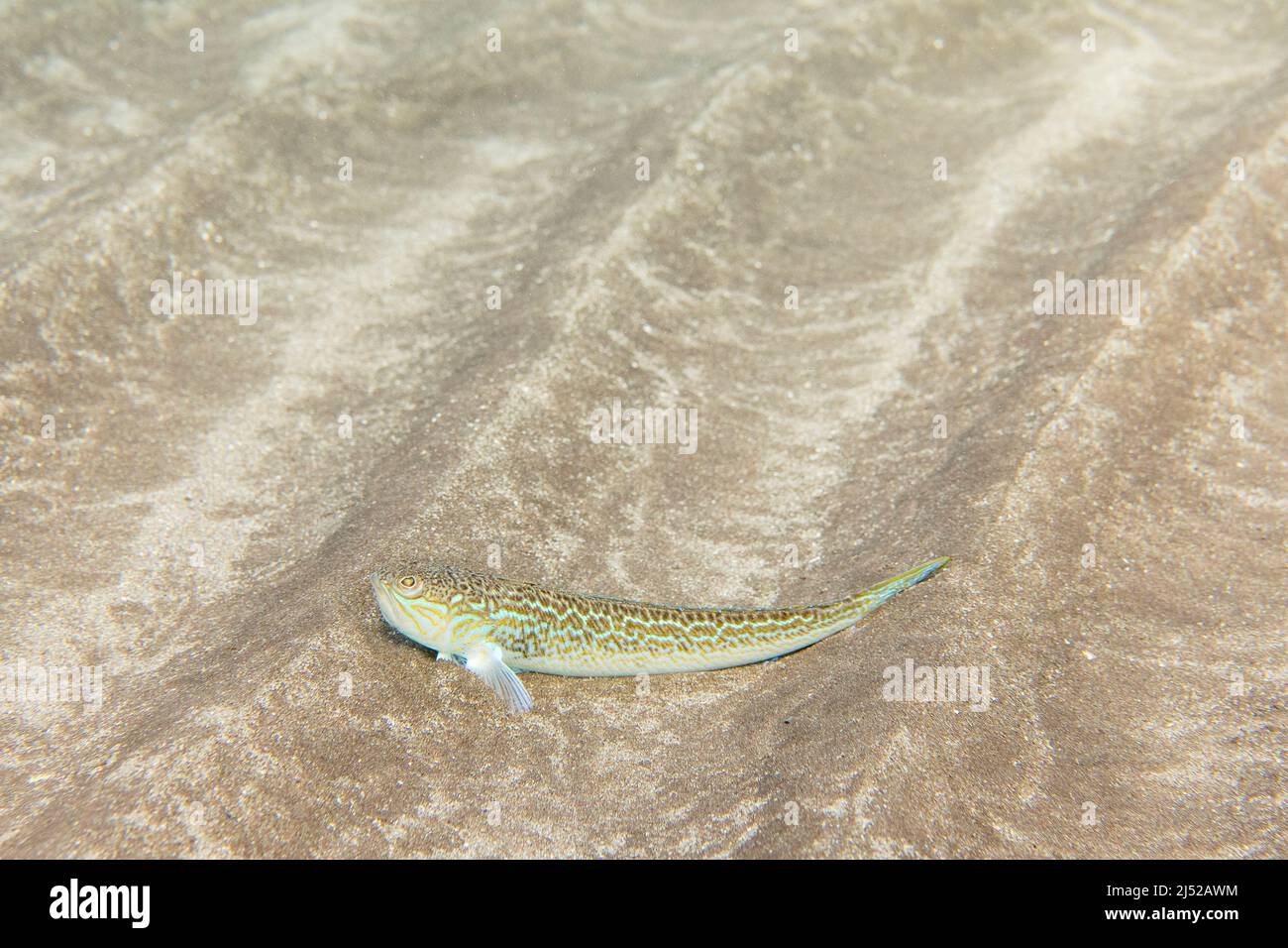 The greater weever (Trachinus draco) is a benthic and demersal venomous ...
