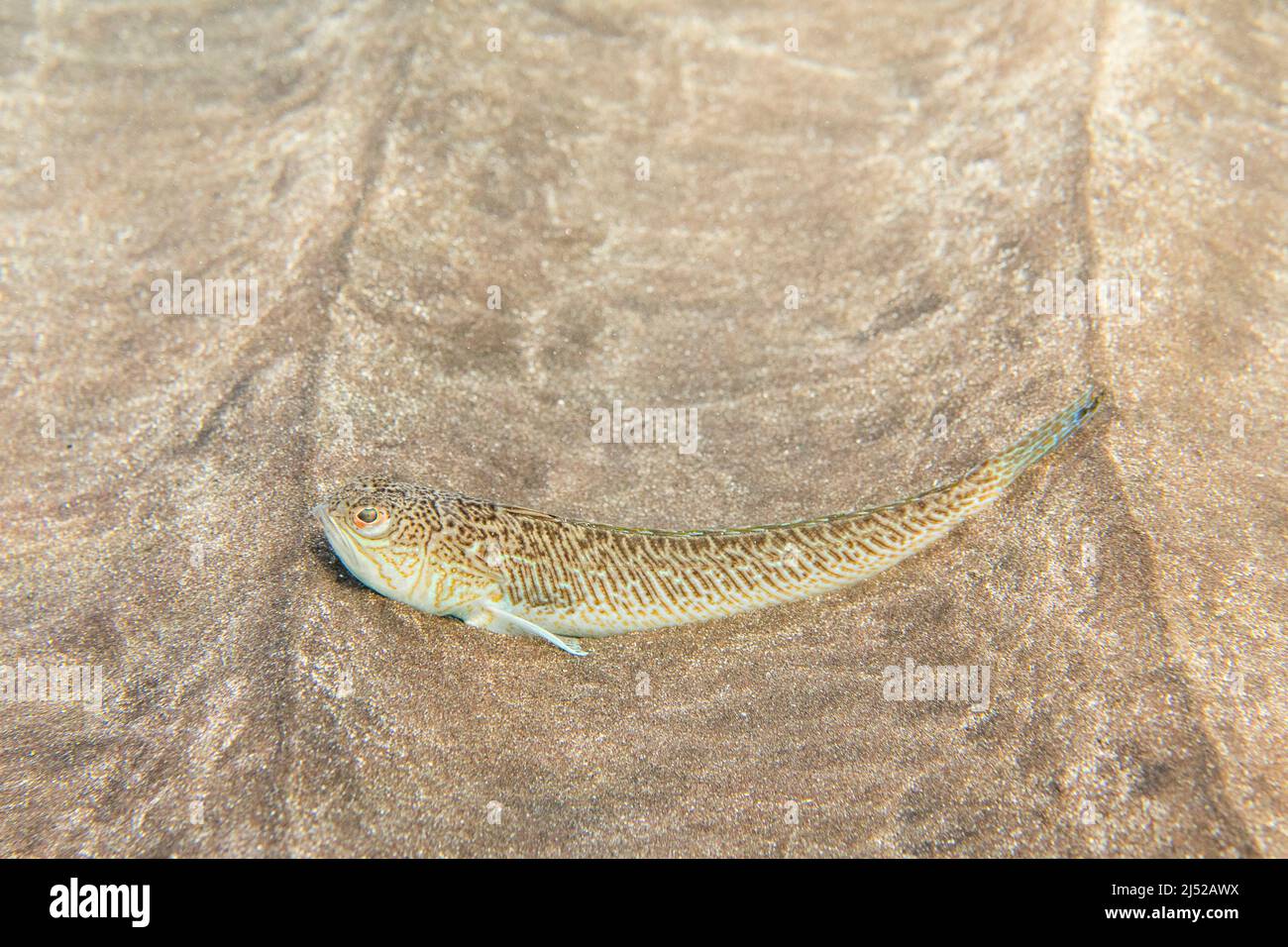 The greater weever (Trachinus draco) is a benthic and demersal venomous ...