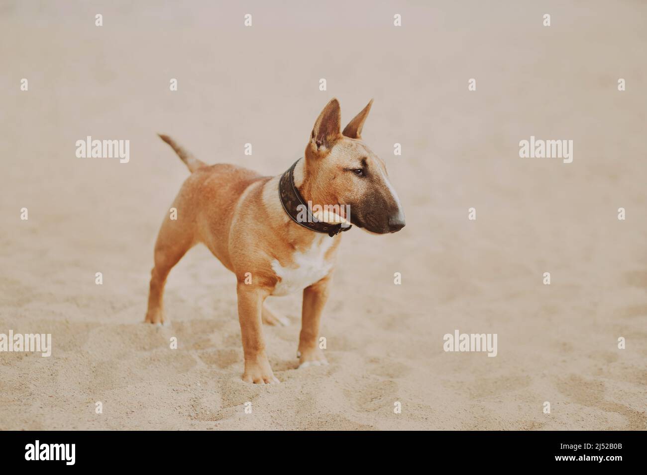 A beautiful ginger puppy of a miniature bull terrier with a collar ...