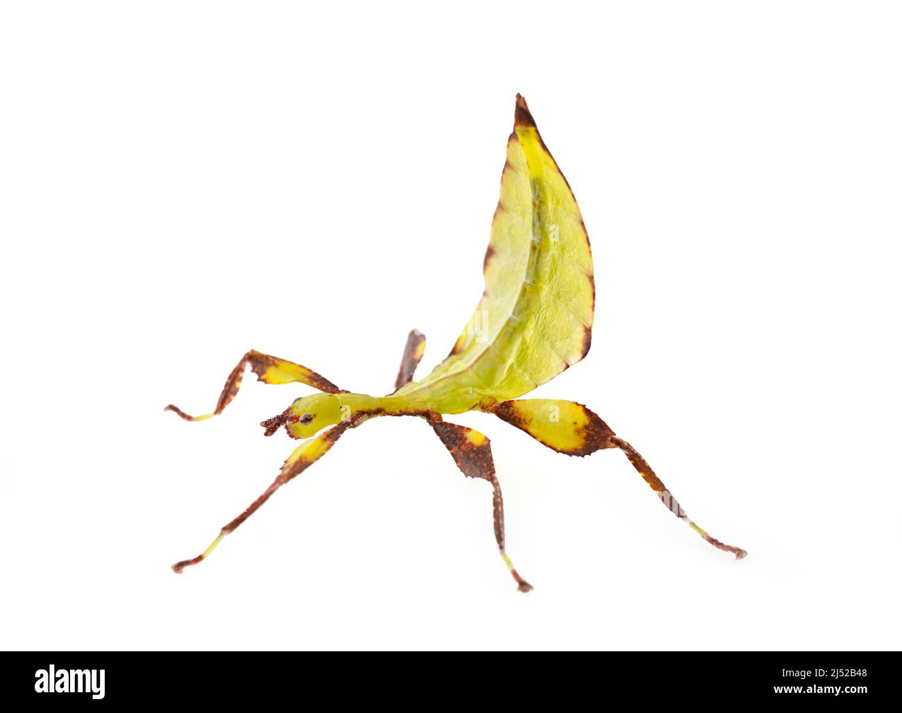 Phyllium tobeloense galela hi-res stock photography and images - Alamy