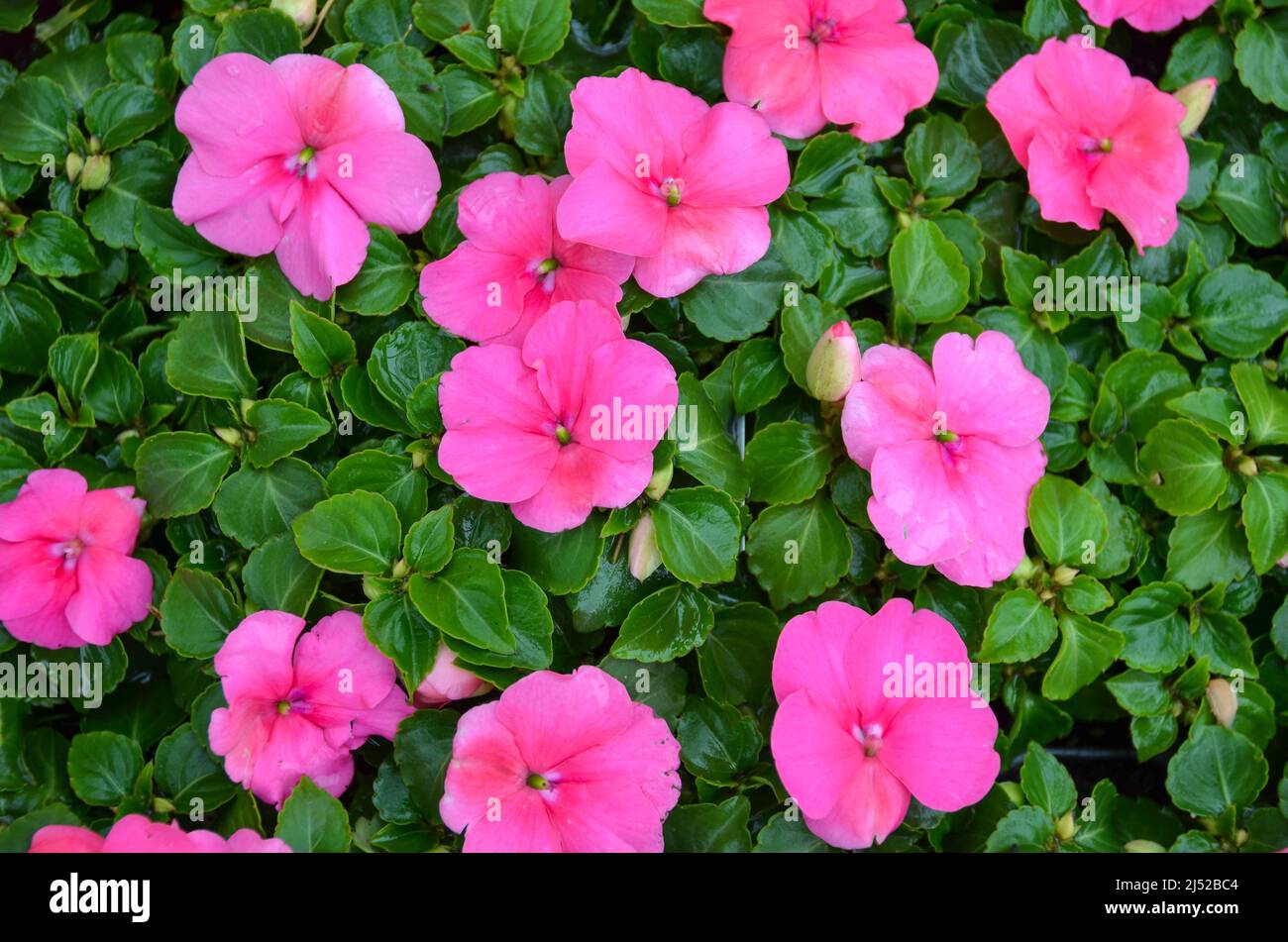Close up flowers Stock Photo - Alamy
