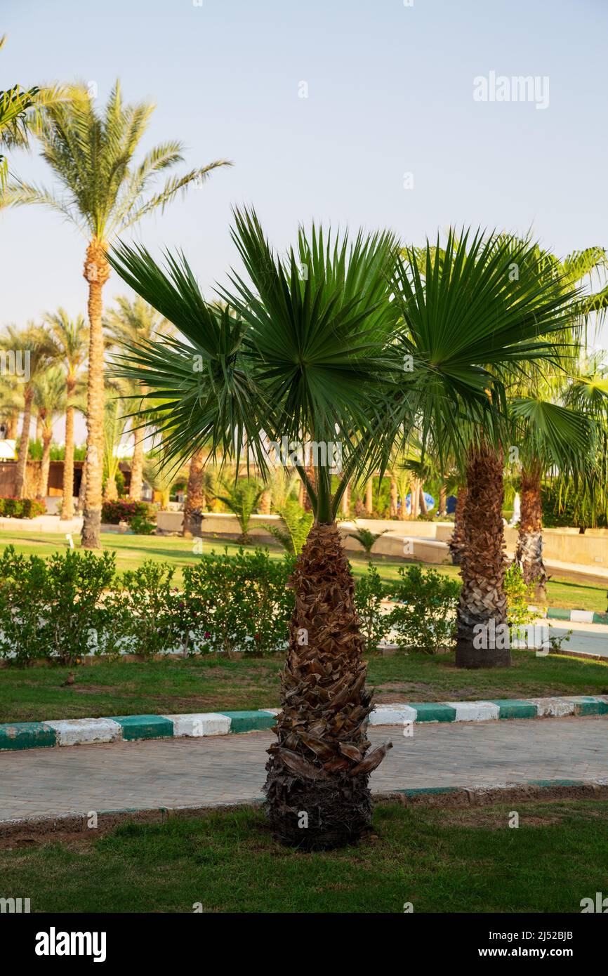 Palm Trees with Green Leaves in Sharm el-Sheikh, Egypt Stock Photo - Alamy