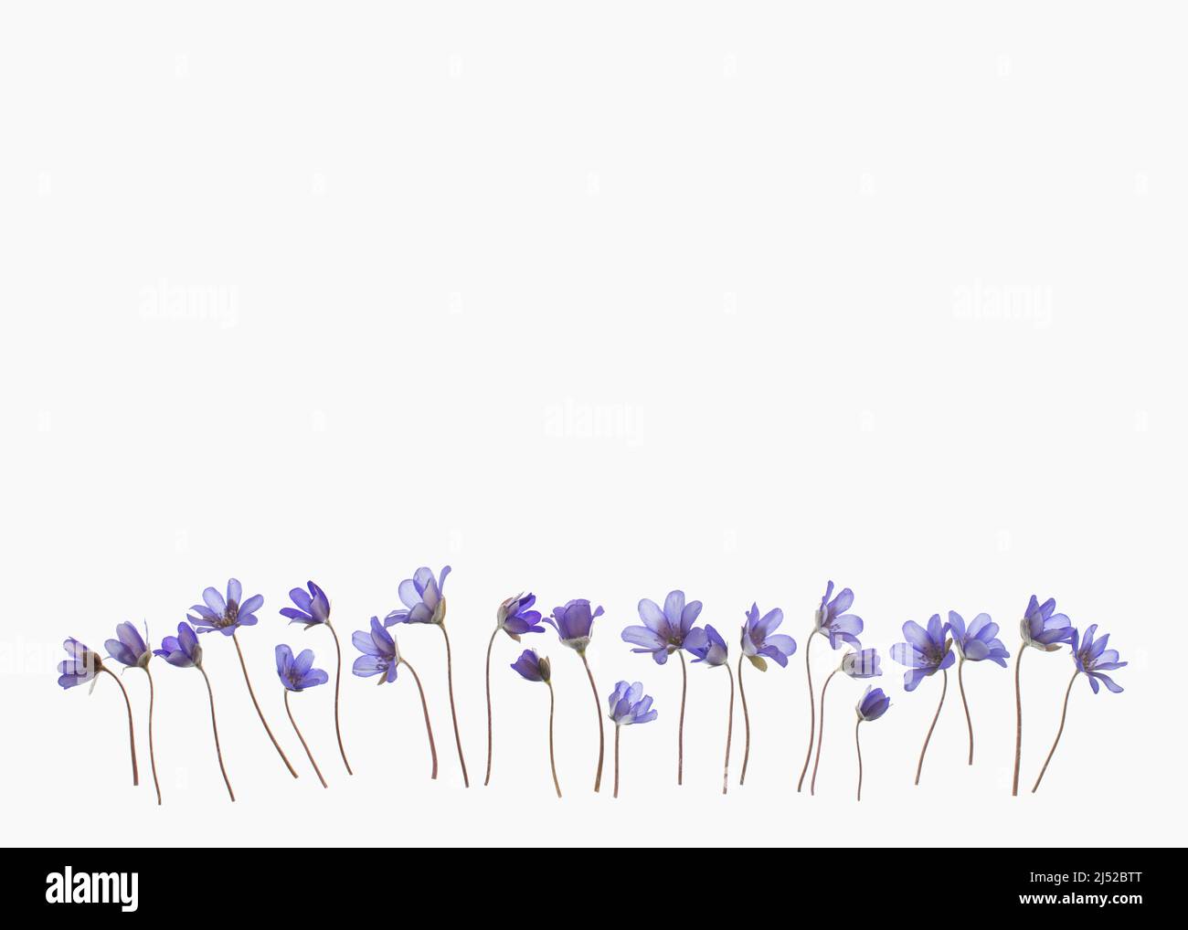 Liverleaf flowers border, hepatica nobilis, isolated on white ...