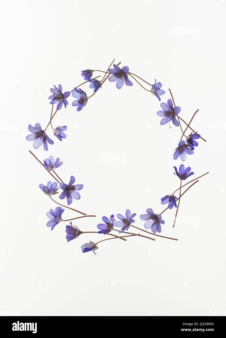 Liverleaf flowers round frame, hepatica nobilis, isolated on white ...