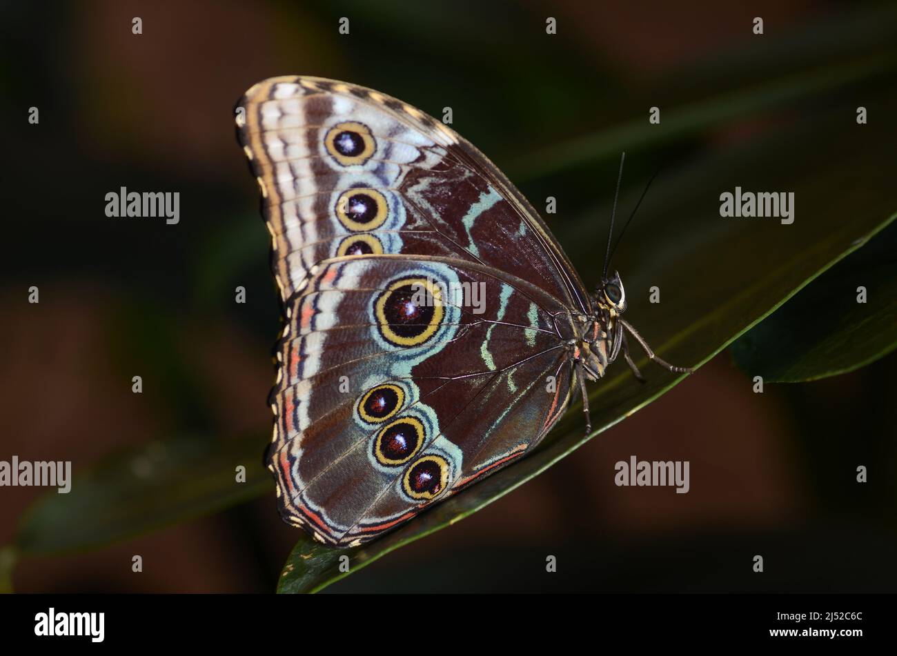 owl spot butterfly on a leaf Stock Photo - Alamy