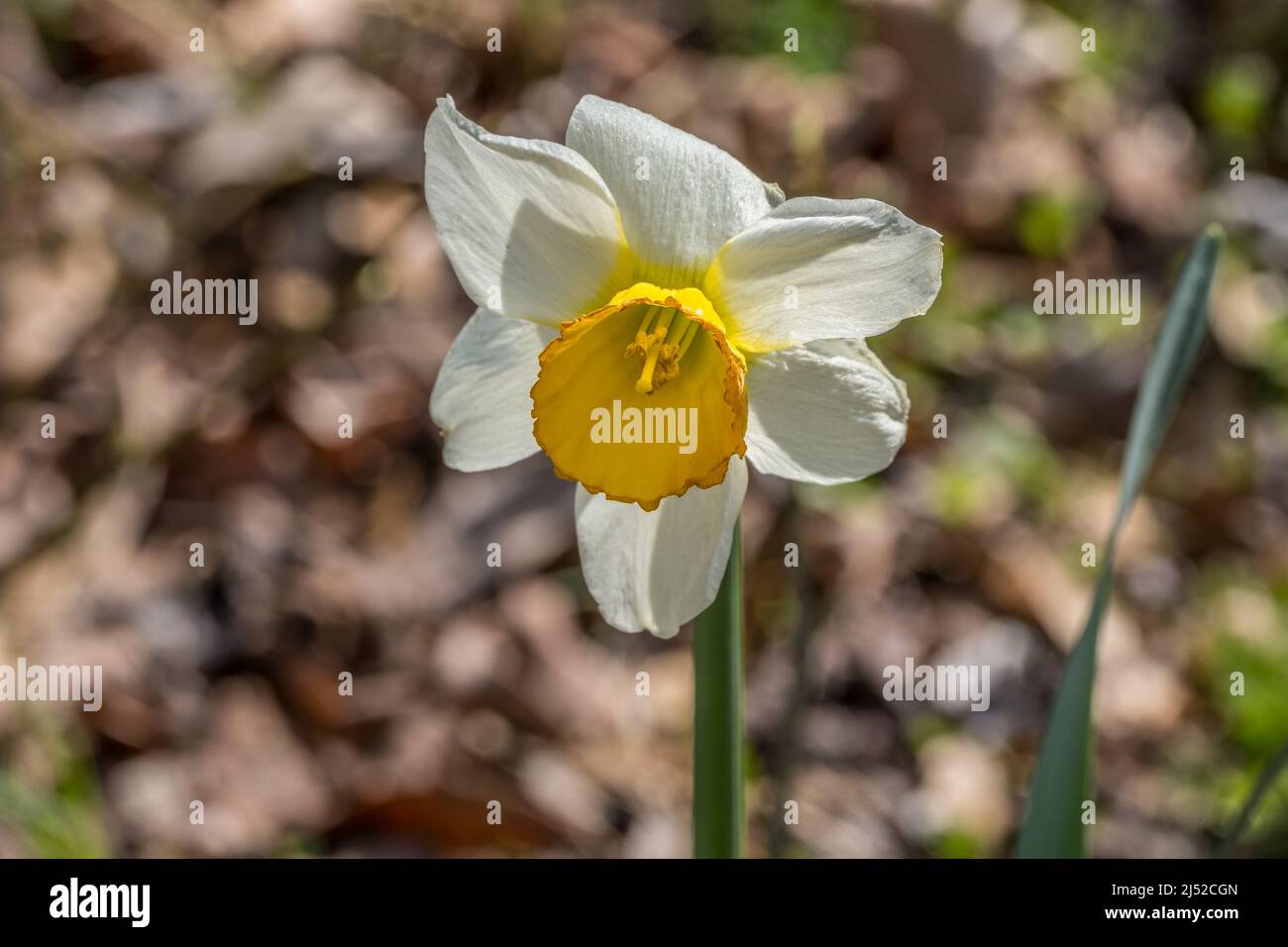 White with yellow center daffodil in full bloom closeup view of the ...