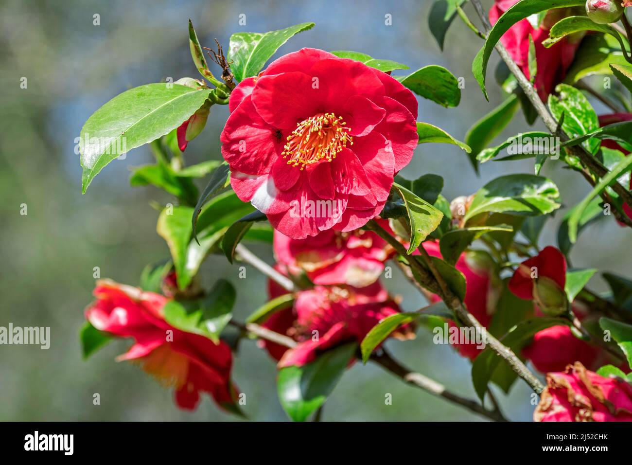 Red flowers of Camellia japonica L. Alexander Hunter flowering in ...