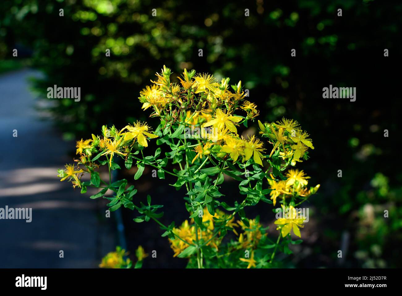 Many delicate yellow flowers of Hypericum perforatum plant, commonly ...