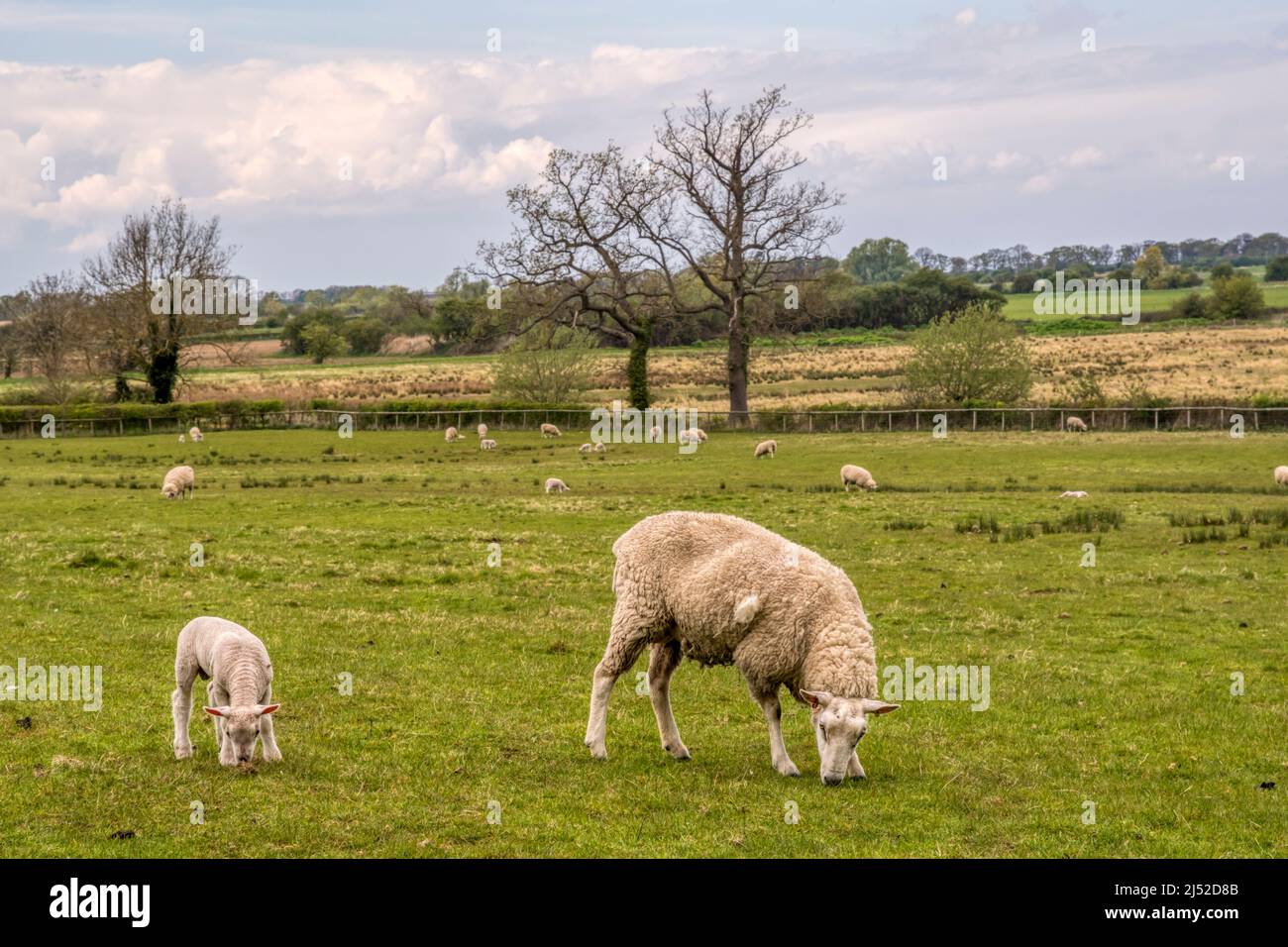 Field of sheep hi-res stock photography and images - Alamy