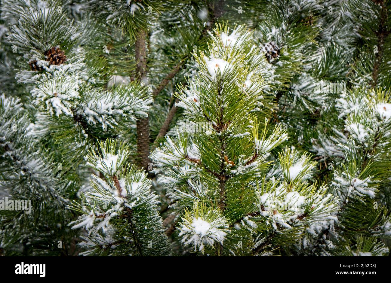Pine plant hi-res stock photography and images - Alamy