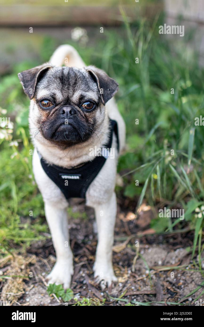 Pug nose hi-res stock photography and images - Alamy