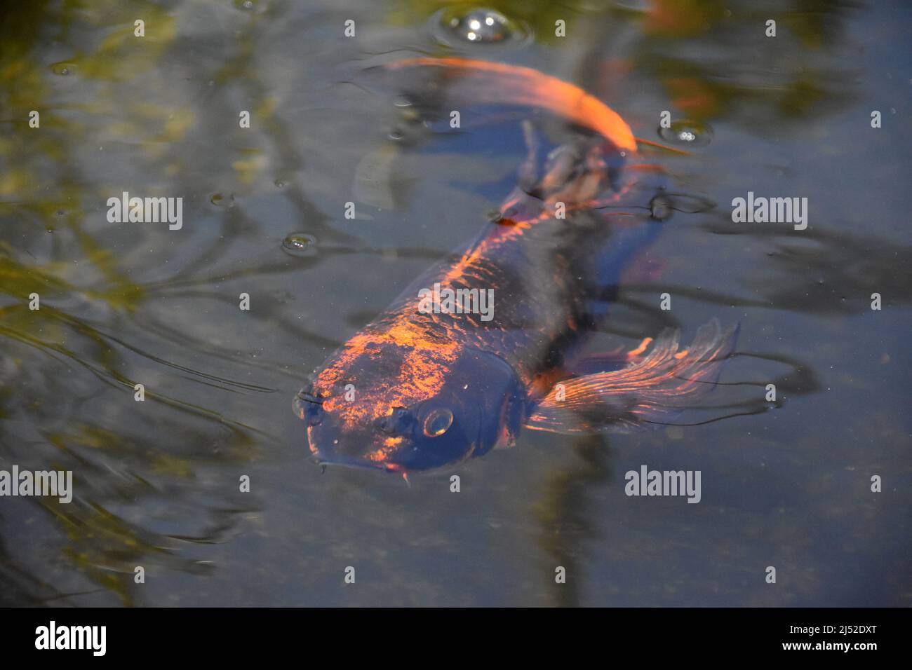 Orange and black koi fish swimming underwater in a zen pond Stock Photo ...