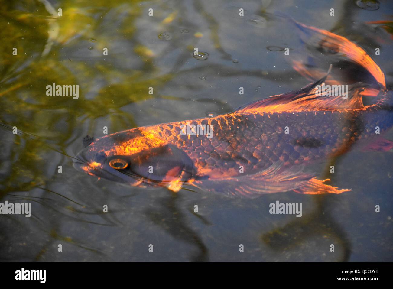 Brilliant bright orange and black koi fish swimming in a zen pond Stock ...