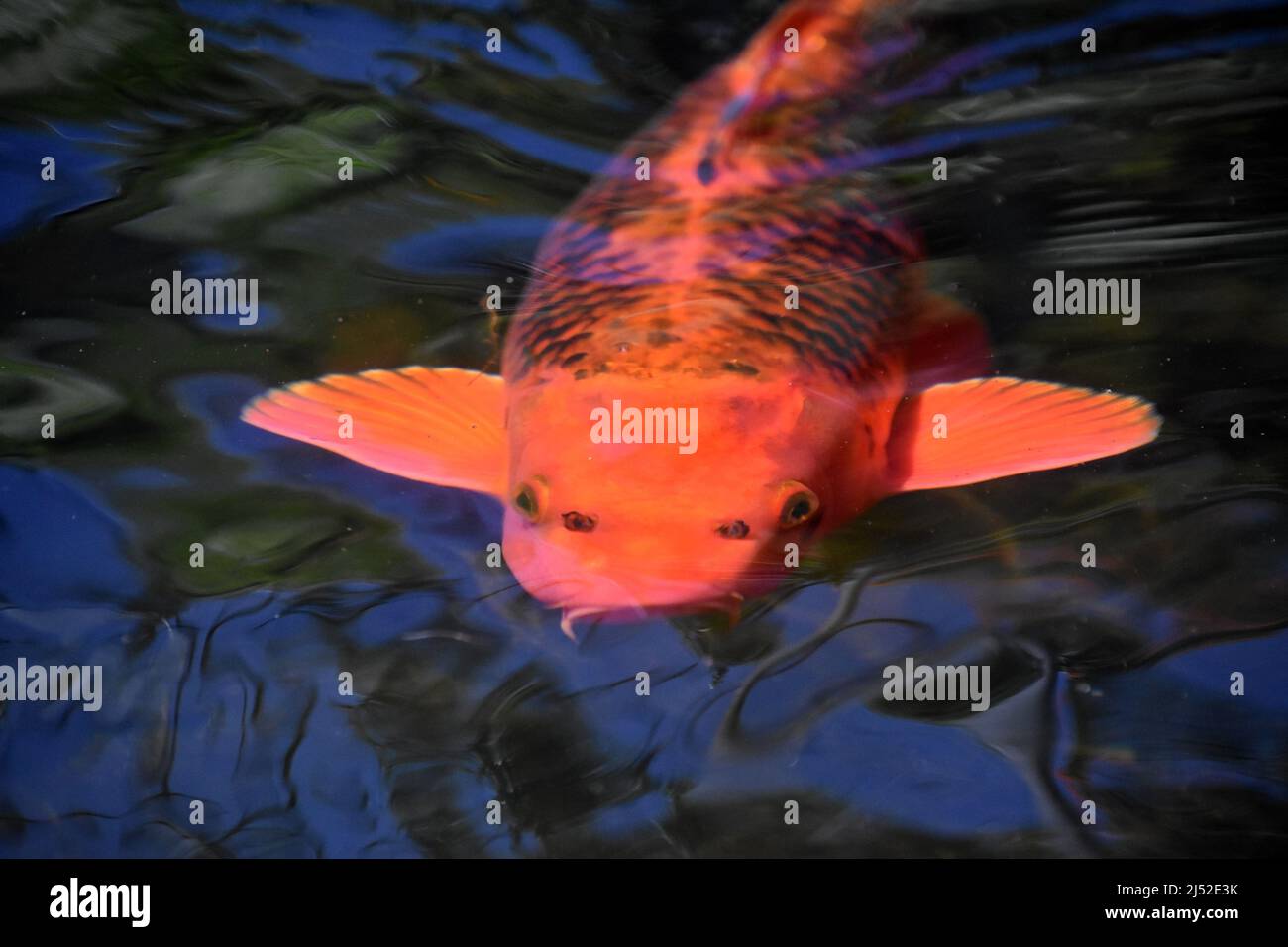 Brilliant dark orange and black scaled koi fish swimming in a pond ...
