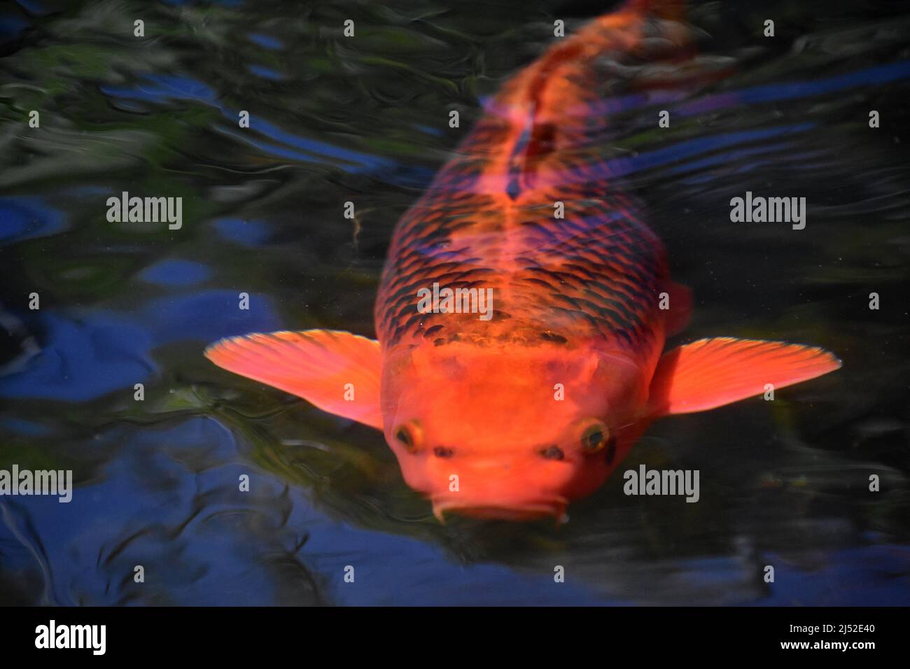Brilliant bright orange and black koi fish swimming along underwater ...