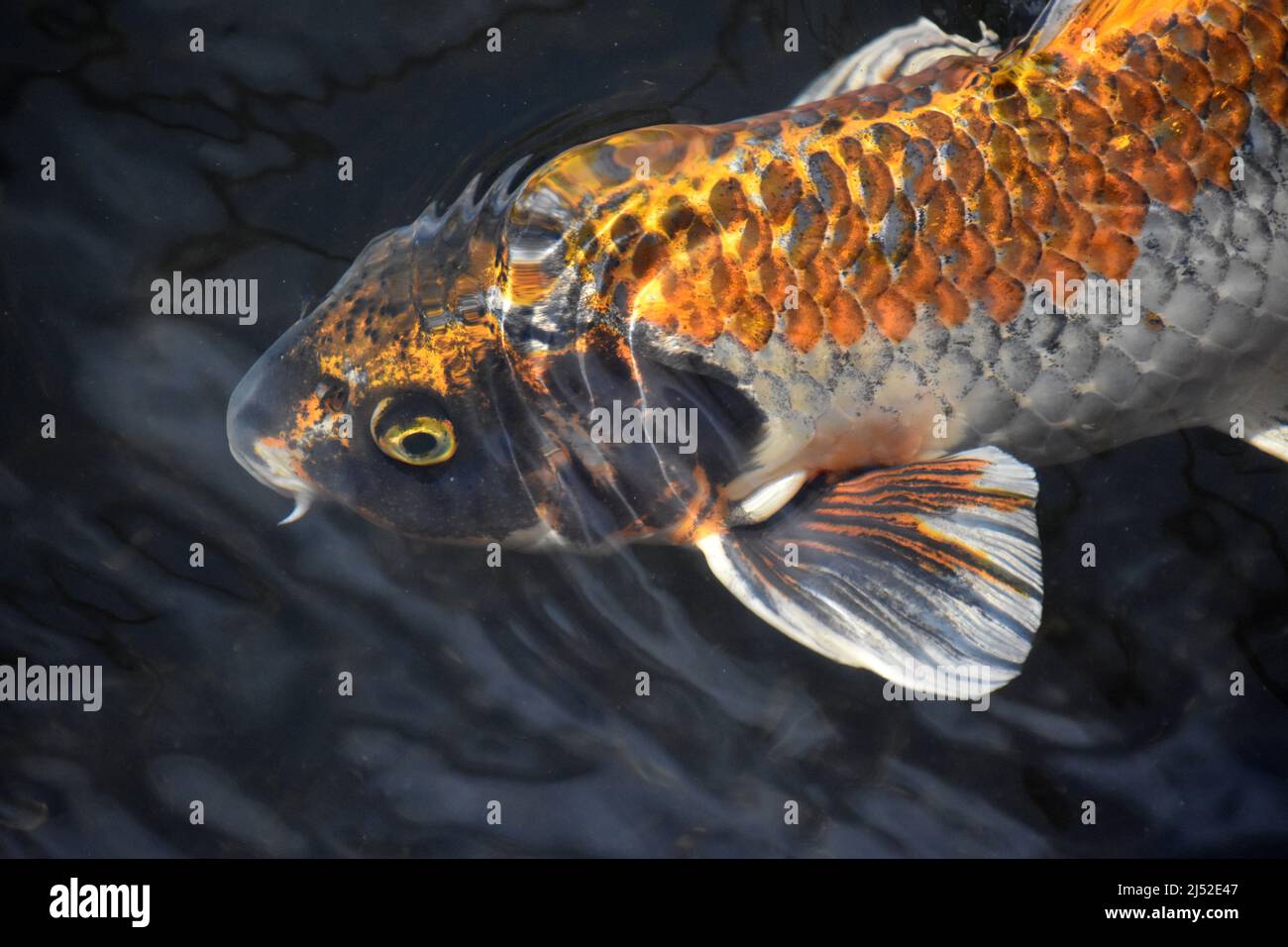 Brilliant scaled black, orange and white koi fish swimming underwater ...