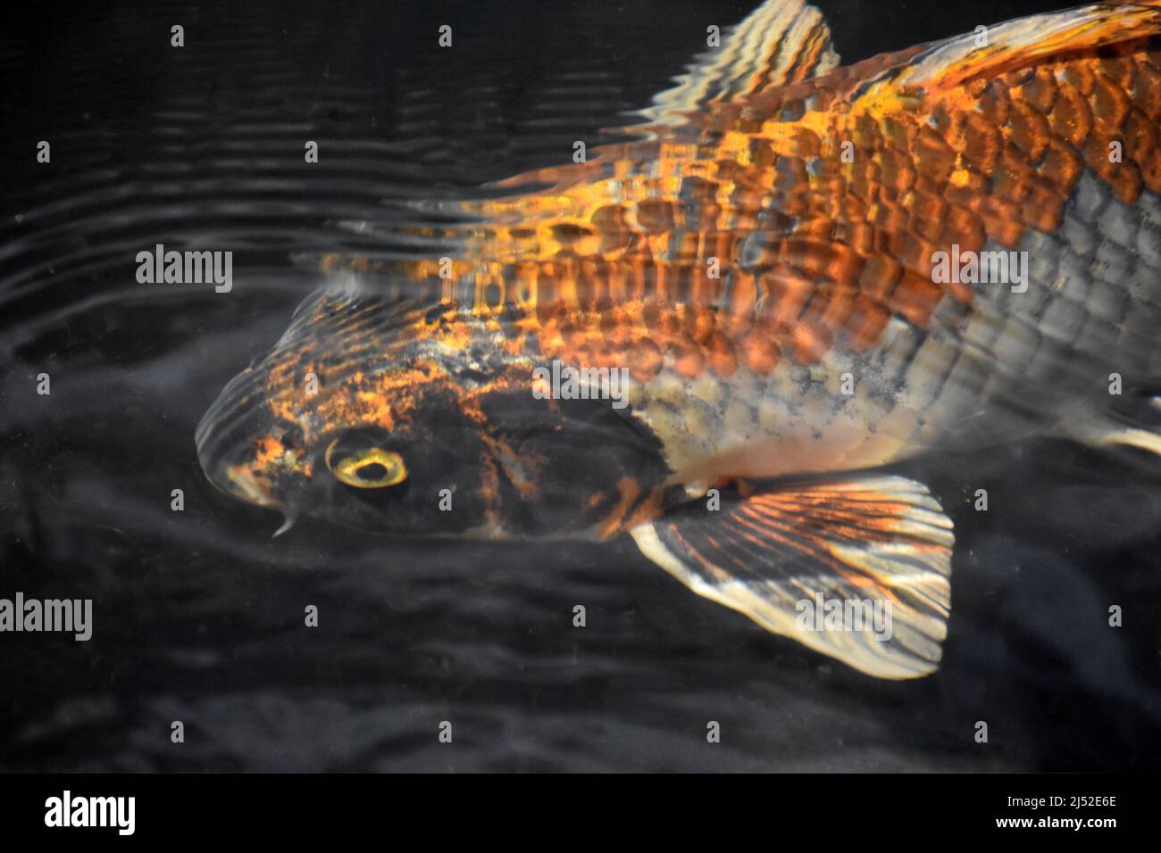 White, orange and black scaley koi fish swimming along underwater in a ...