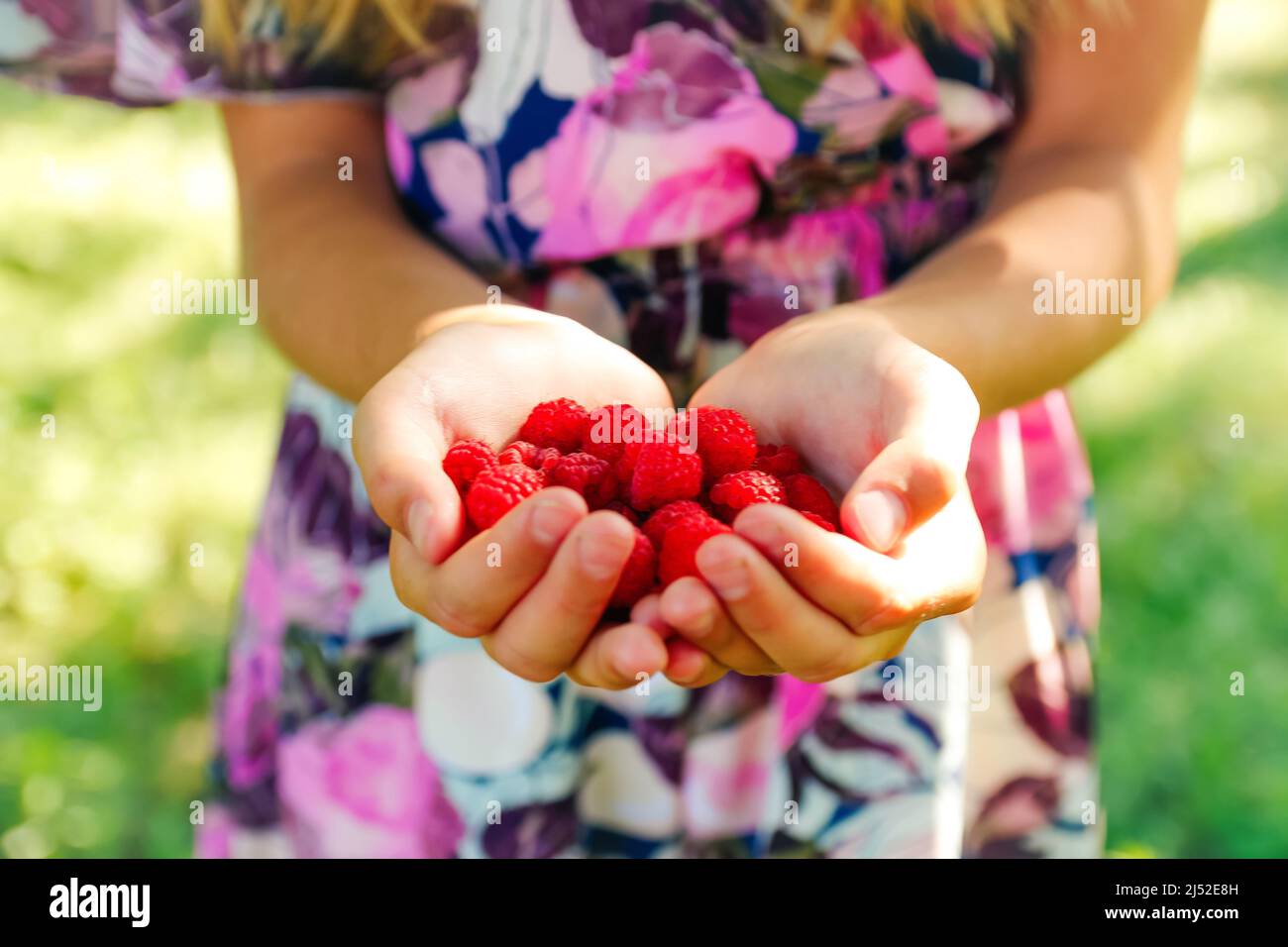 Defocus raspberries in hand. Female hands holding fresh red raspberries ...