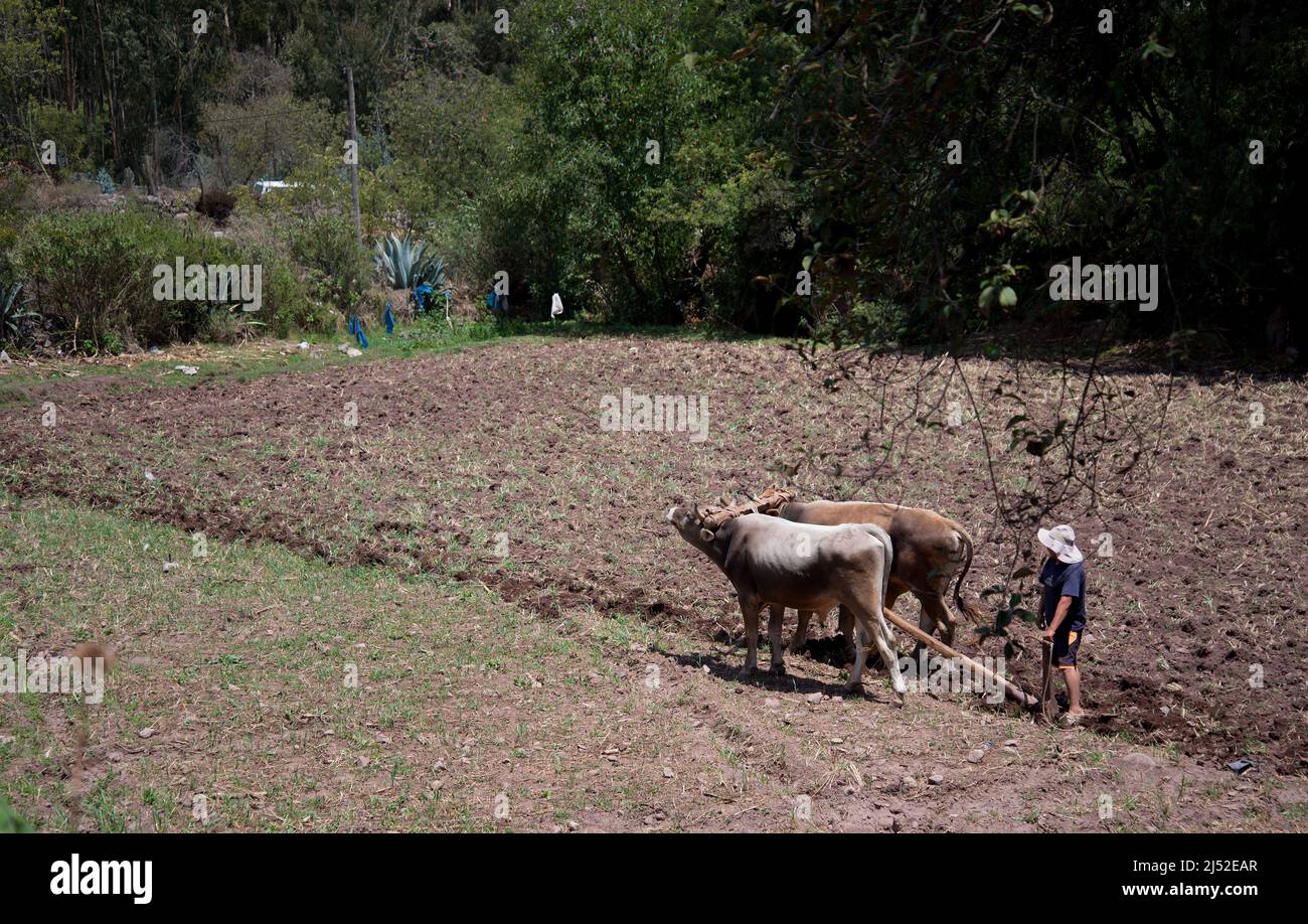 Farmer ploughing His field the old fashioned way in Urubamba Peru Stock ...