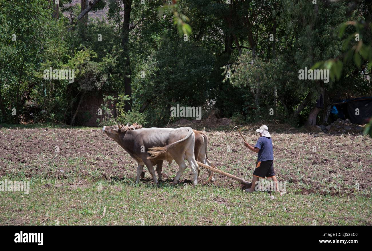 Farmer ploughing His field the old fashioned way in Urubamba Peru Stock ...