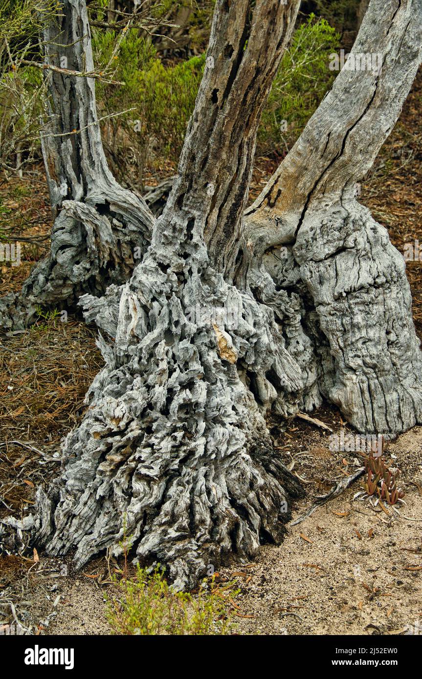 Abstract pattern in old, decaying grey tree roots with rough texture ...