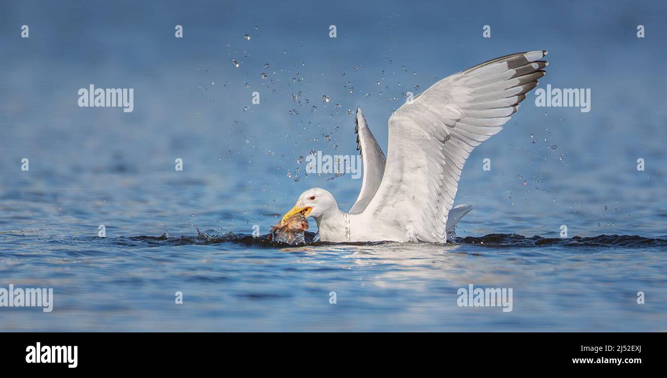 Wildlife background of seagull hunting on a pond, flies over the water ...