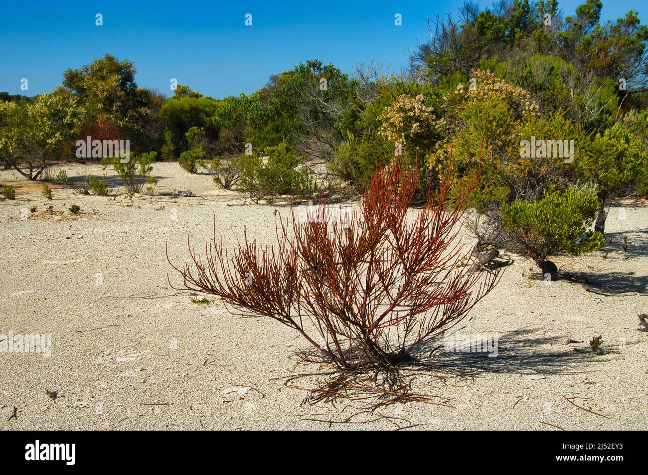 Coastal vegetation with trees and a red shrub on the sandy soil of ...
