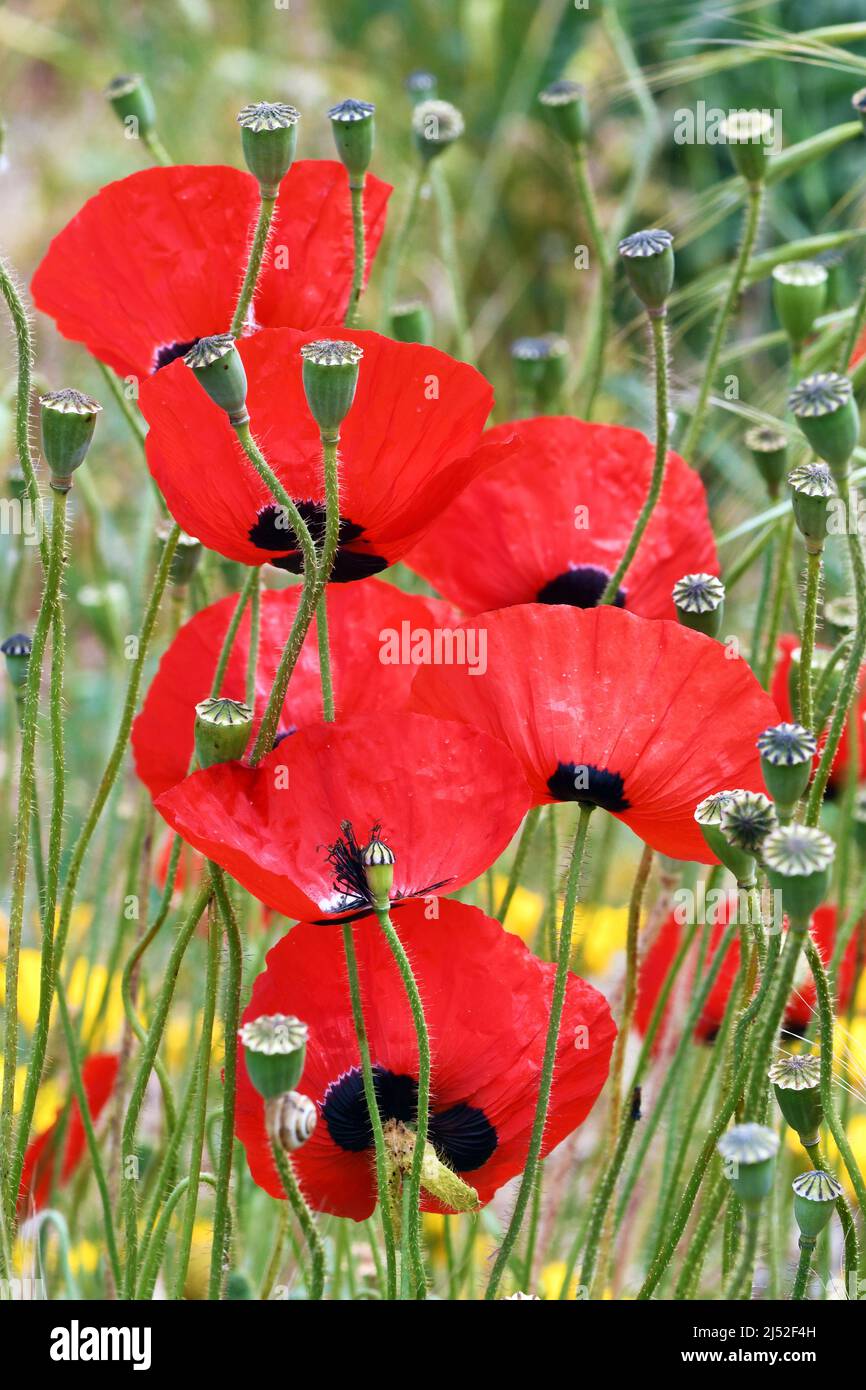 Israel spring flower red poppy hi-res stock photography and images - Alamy