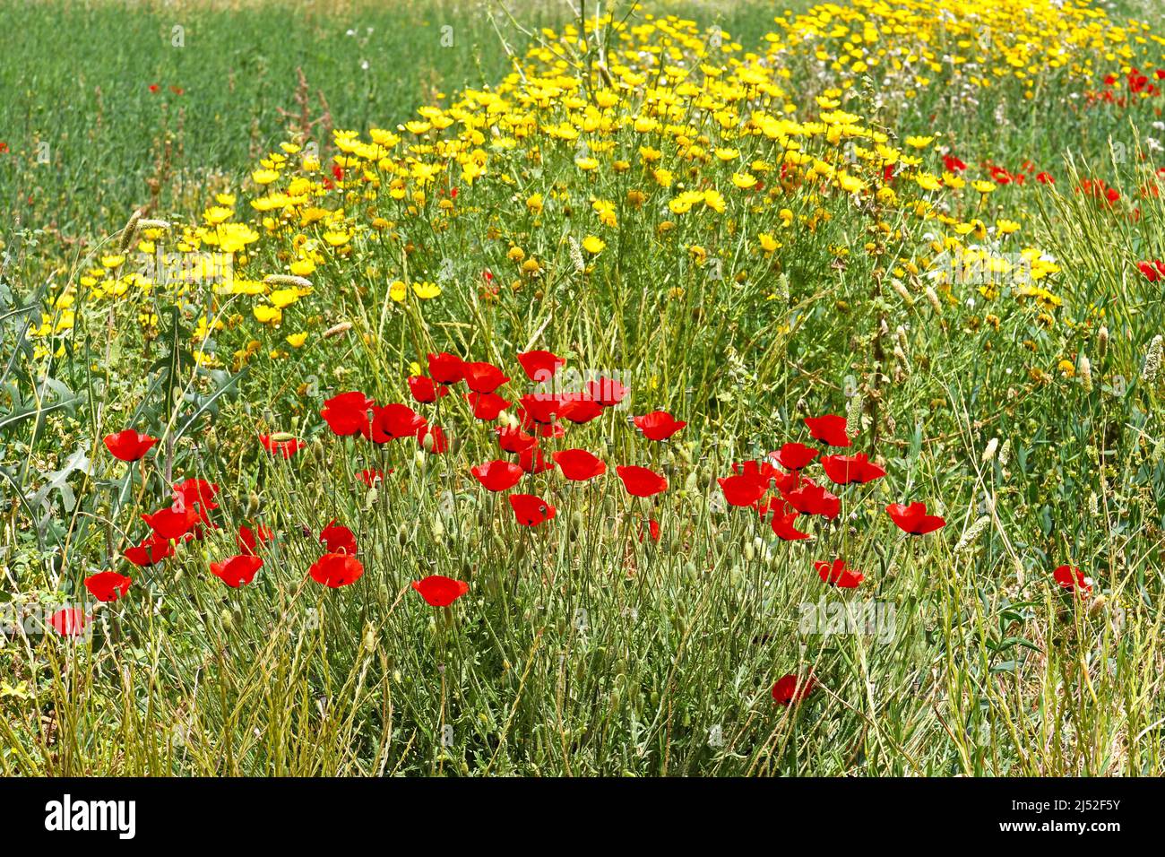 Blossom poppy flower field hi-res stock photography and images - Alamy
