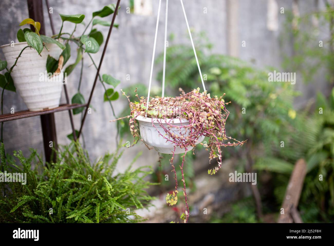 flowers that adorn the yard of the house in banda aceh Stock Photo - Alamy