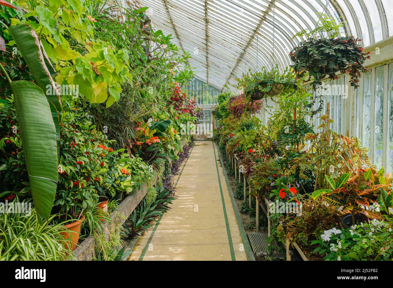 Inside the Palm House in Botanic Gardens, Belfast Stock Photo - Alamy