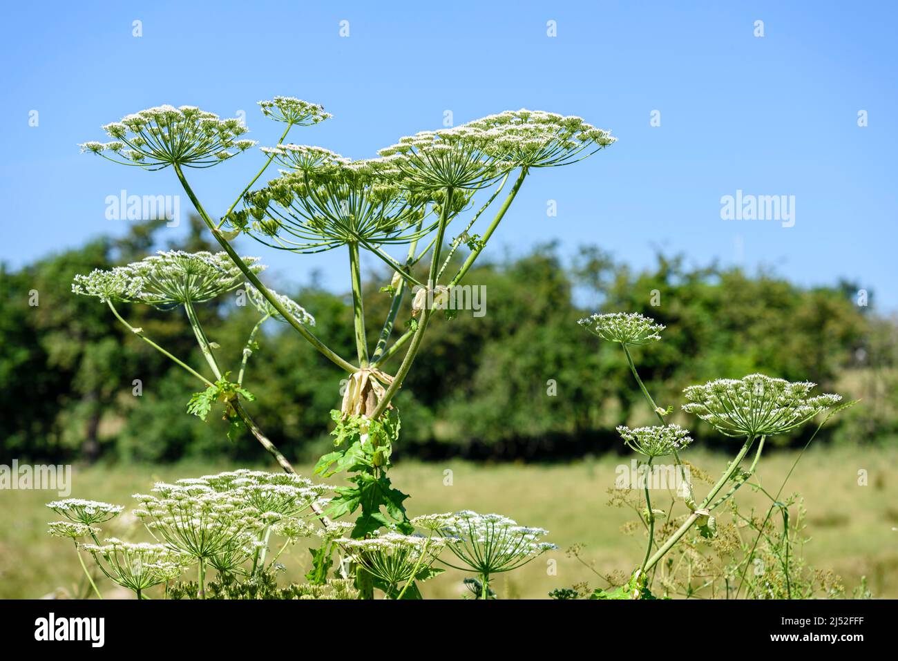 White umbrella like blooms hi-res stock photography and images - Alamy
