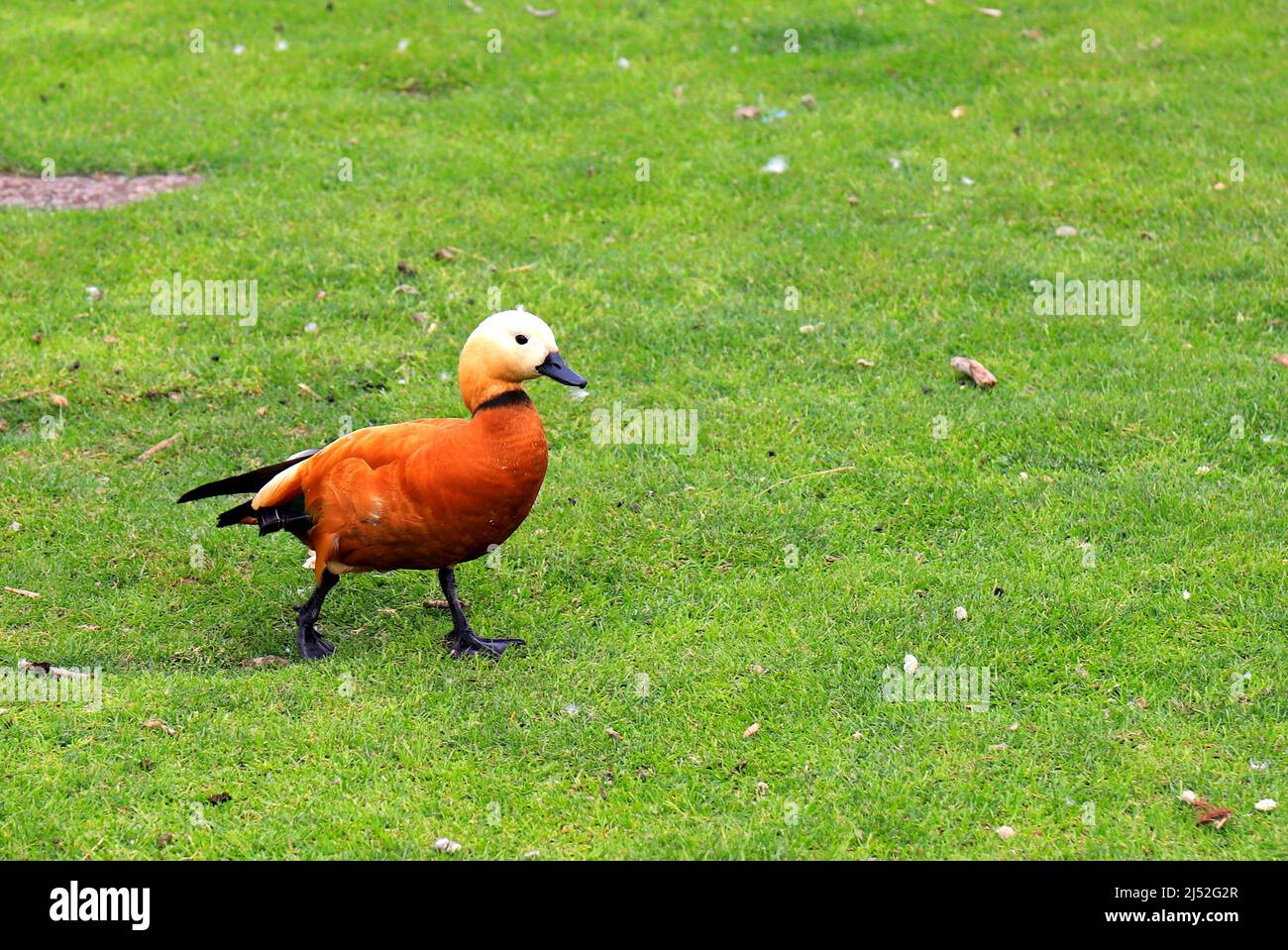 Ogar, red duck, Tadorna ferruginea sits on a green lawn in spring ...