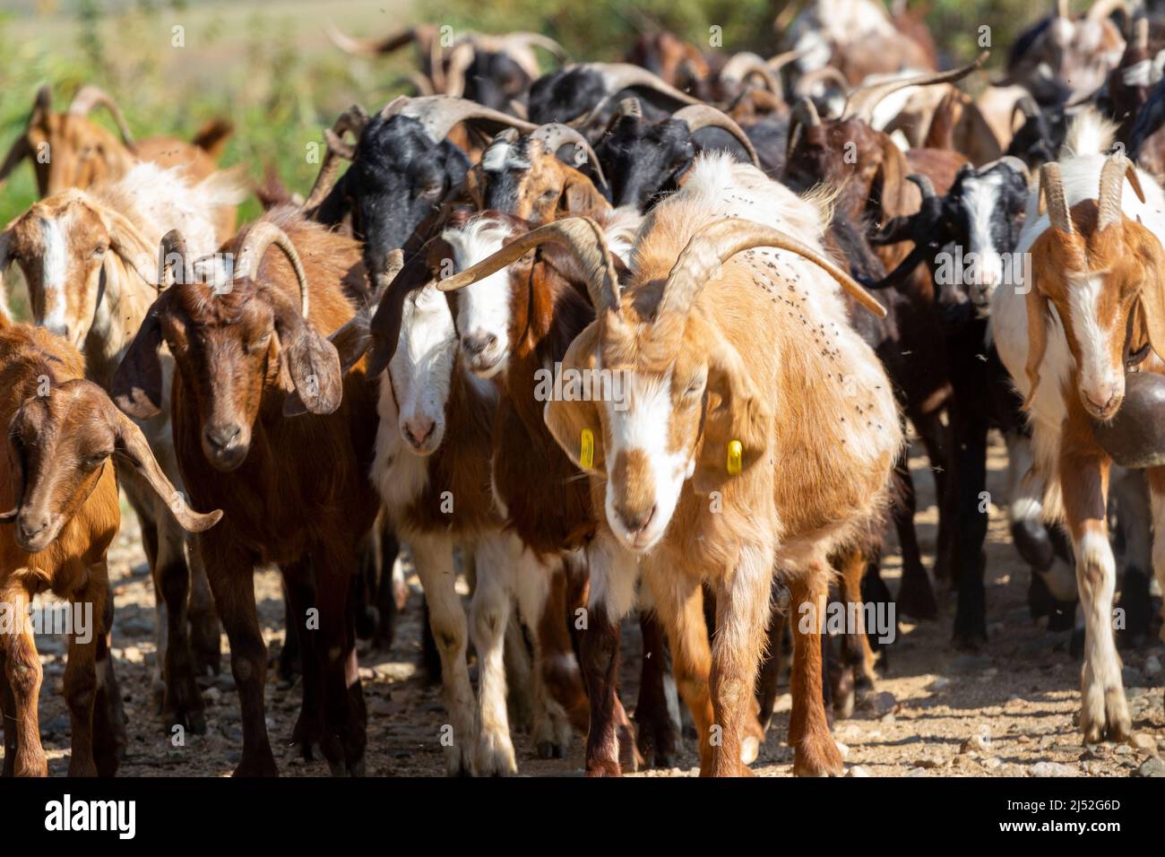 Beef goats hi-res stock photography and images - Alamy