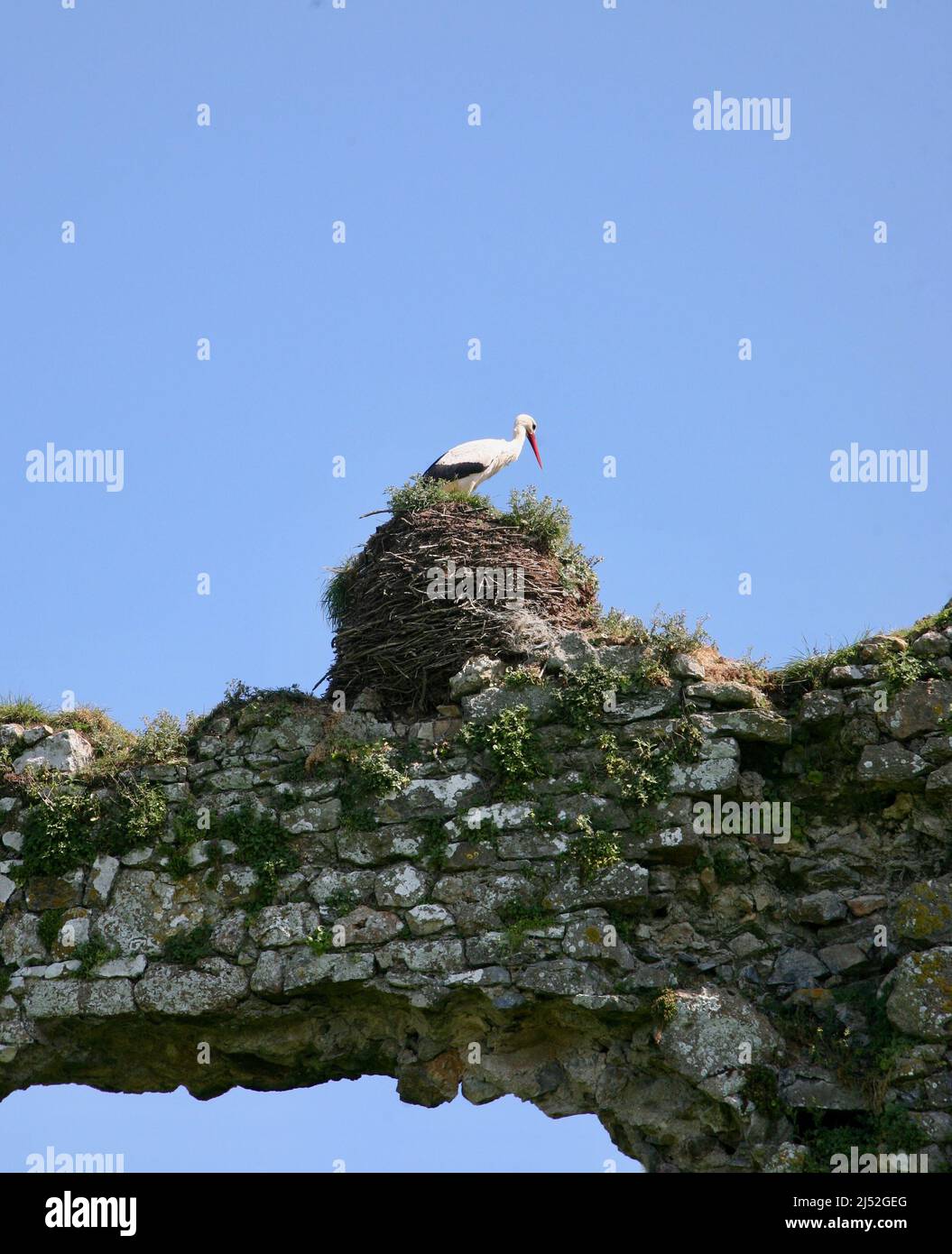 Angel kiss birthmark hi-res stock photography and images - Alamy