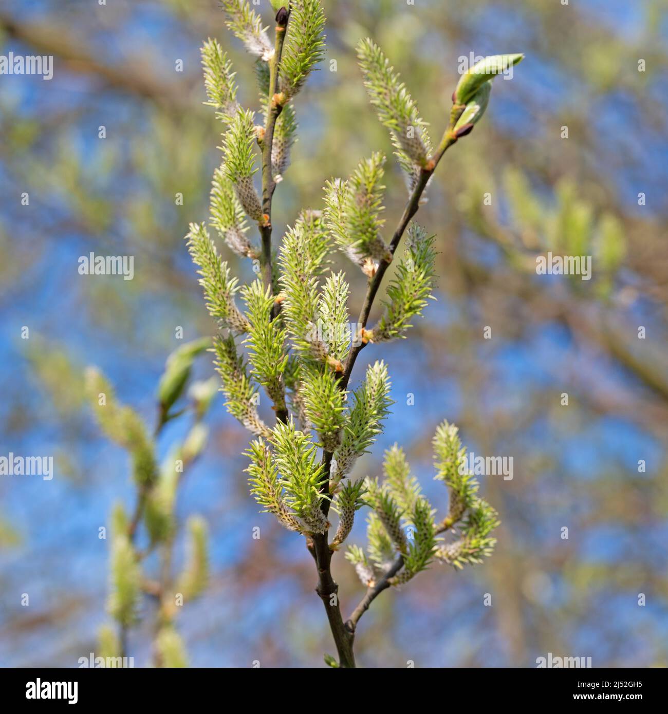 Female flowers of the common willow, Salix caprea Stock Photo - Alamy