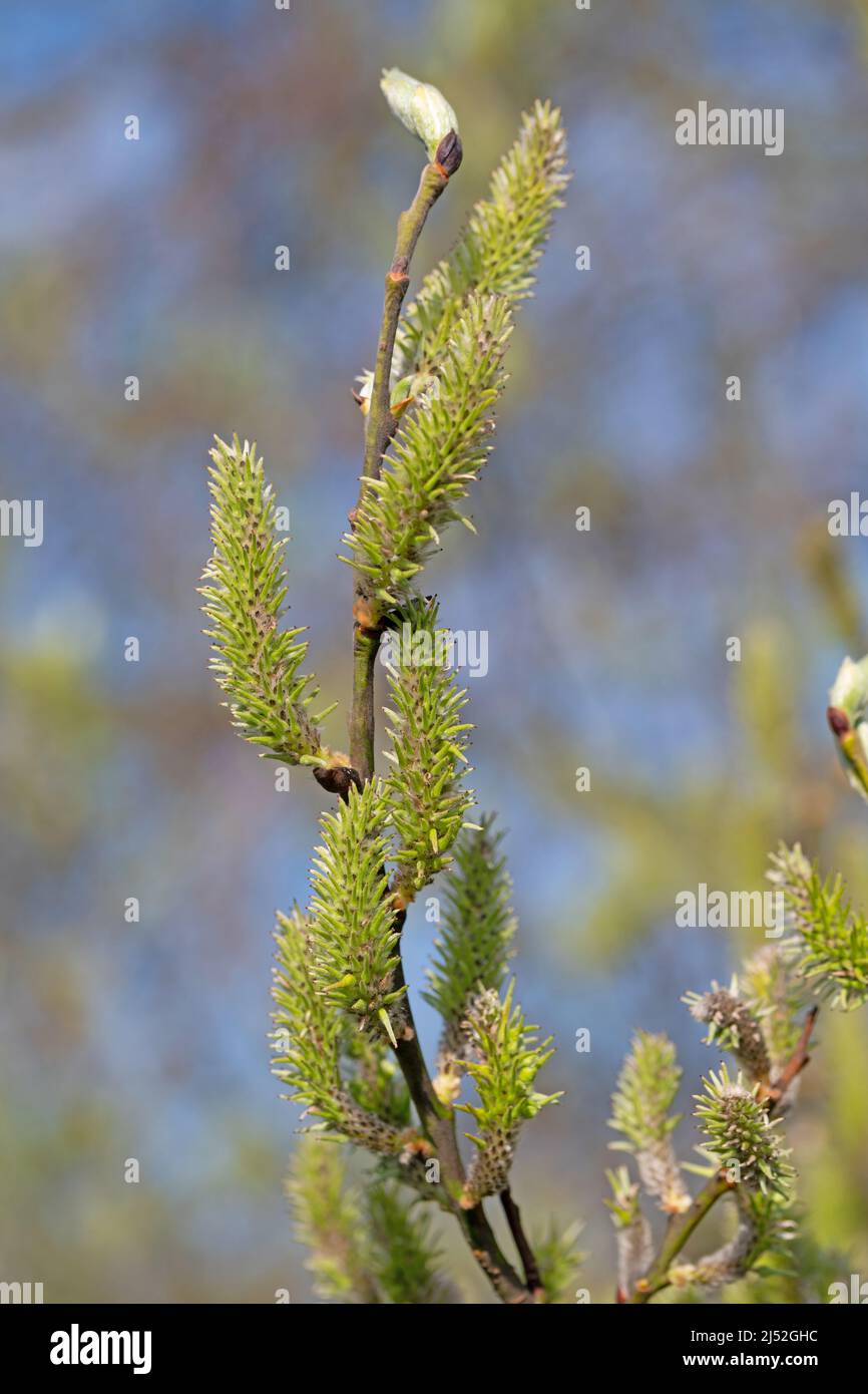Female flowers of the common willow, Salix caprea Stock Photo - Alamy