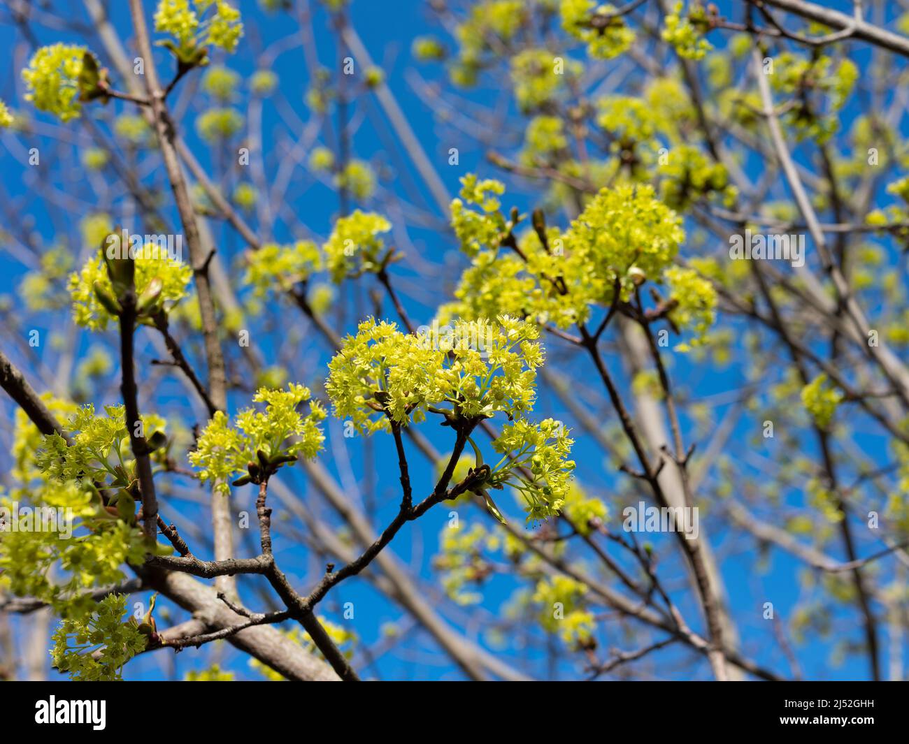 Acer platanoides spitzahorn norway maple hi-res stock photography and ...