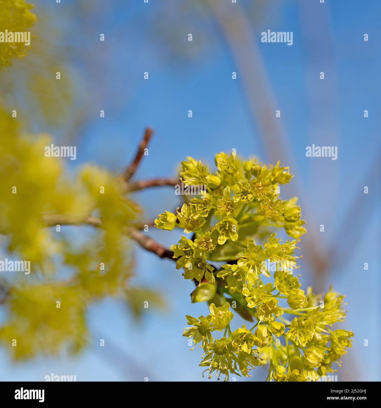 Acer platanoides spitzahorn norway maple hi-res stock photography and ...
