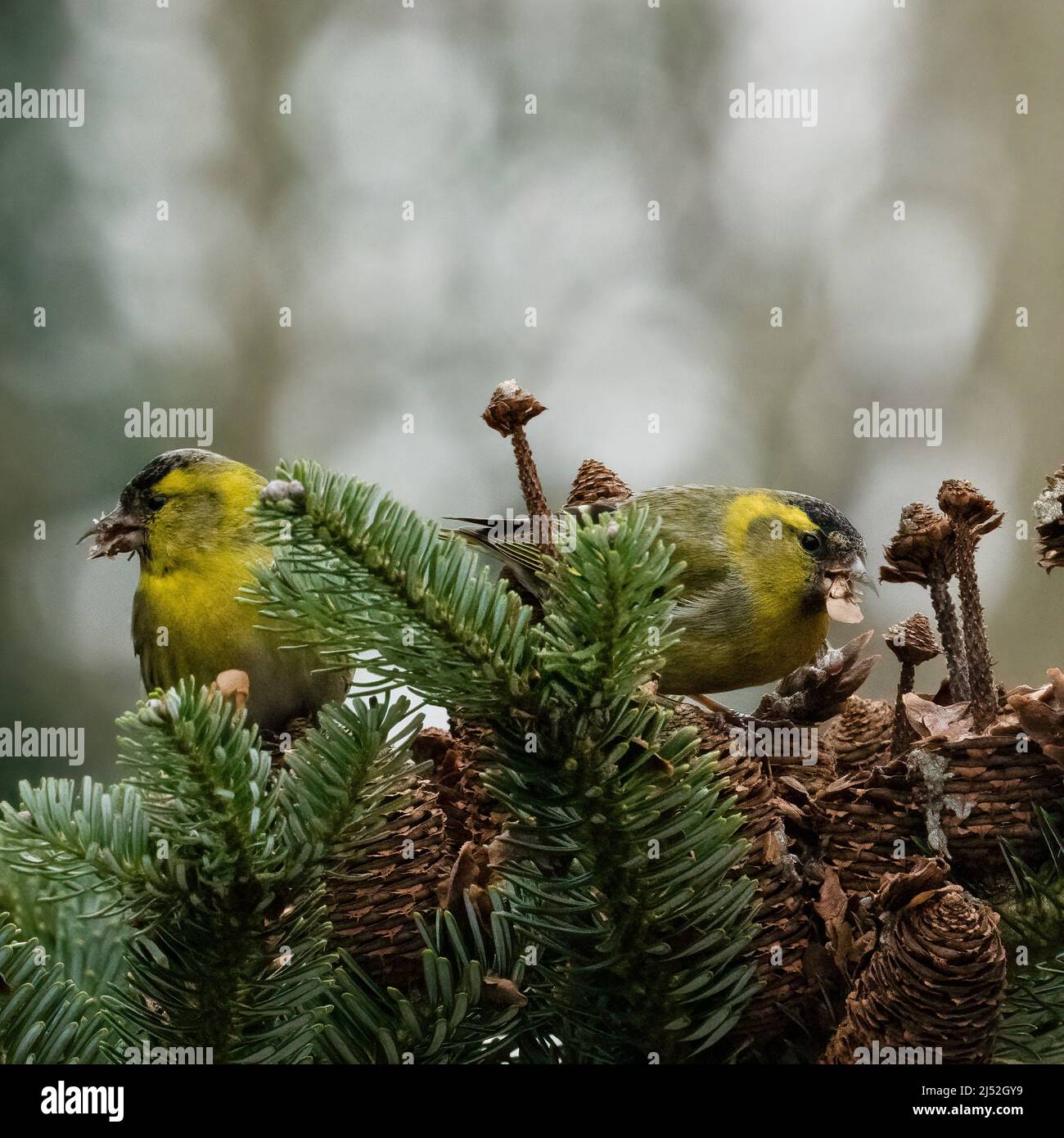 Siskins cones hi-res stock photography and images - Alamy