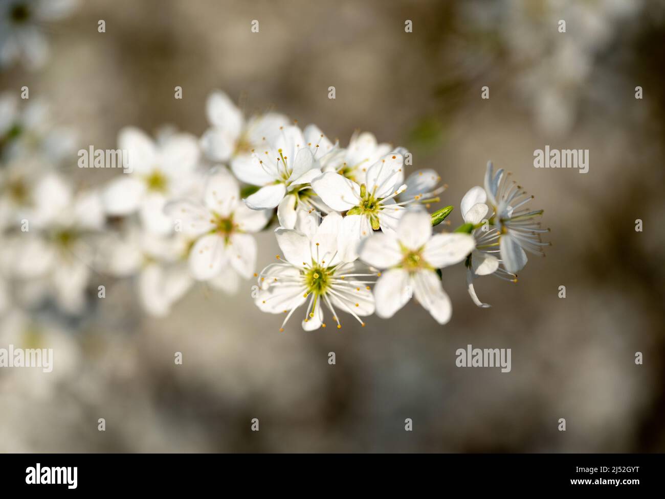 Blackthorn prunus spinosa flowers hi-res stock photography and images ...