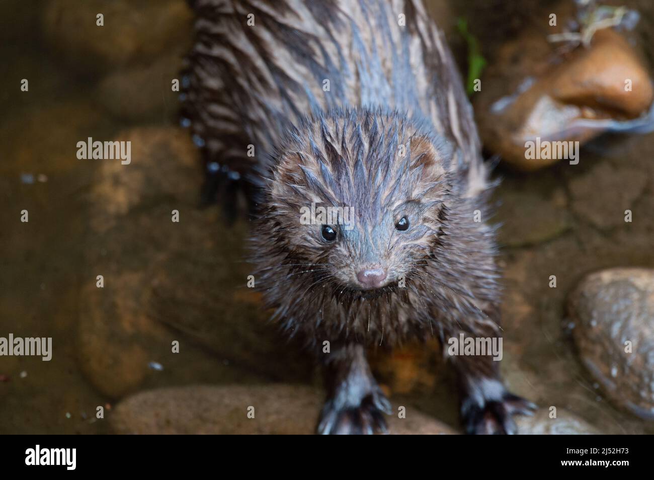 Mink on the river goyt looking for food Stock Photo - Alamy