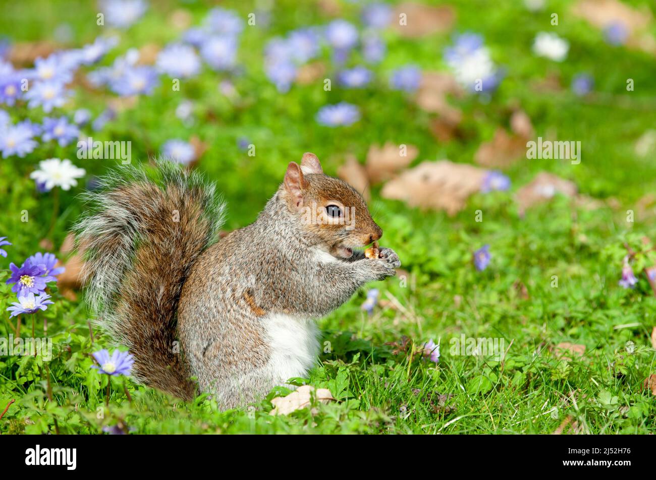 Grey Squirrel (Sciurus carolinensis) in the park on a sprin sunny day ...