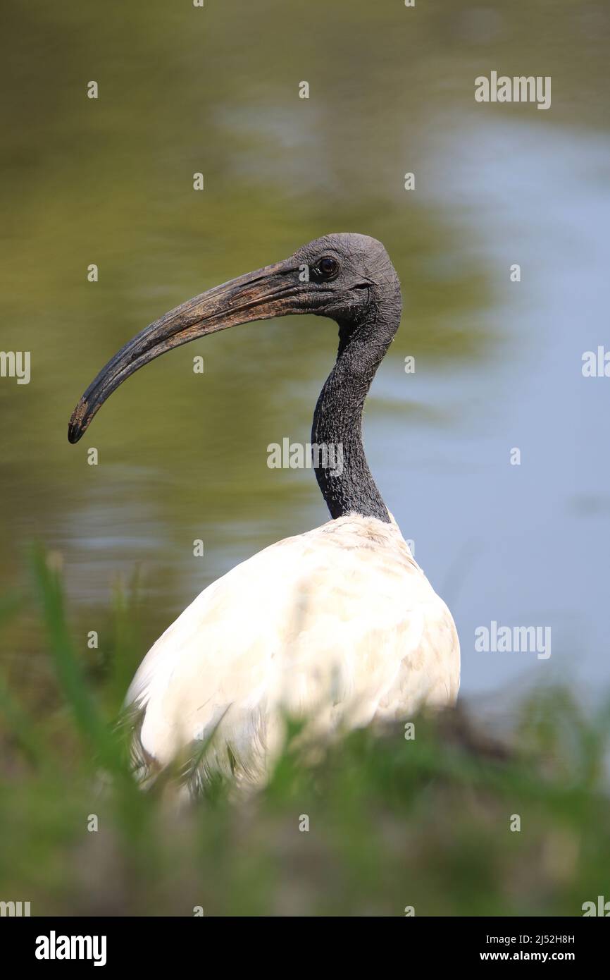 African Sacred Ibis, Kruger National Park, South Africa Stock Photo - Alamy
