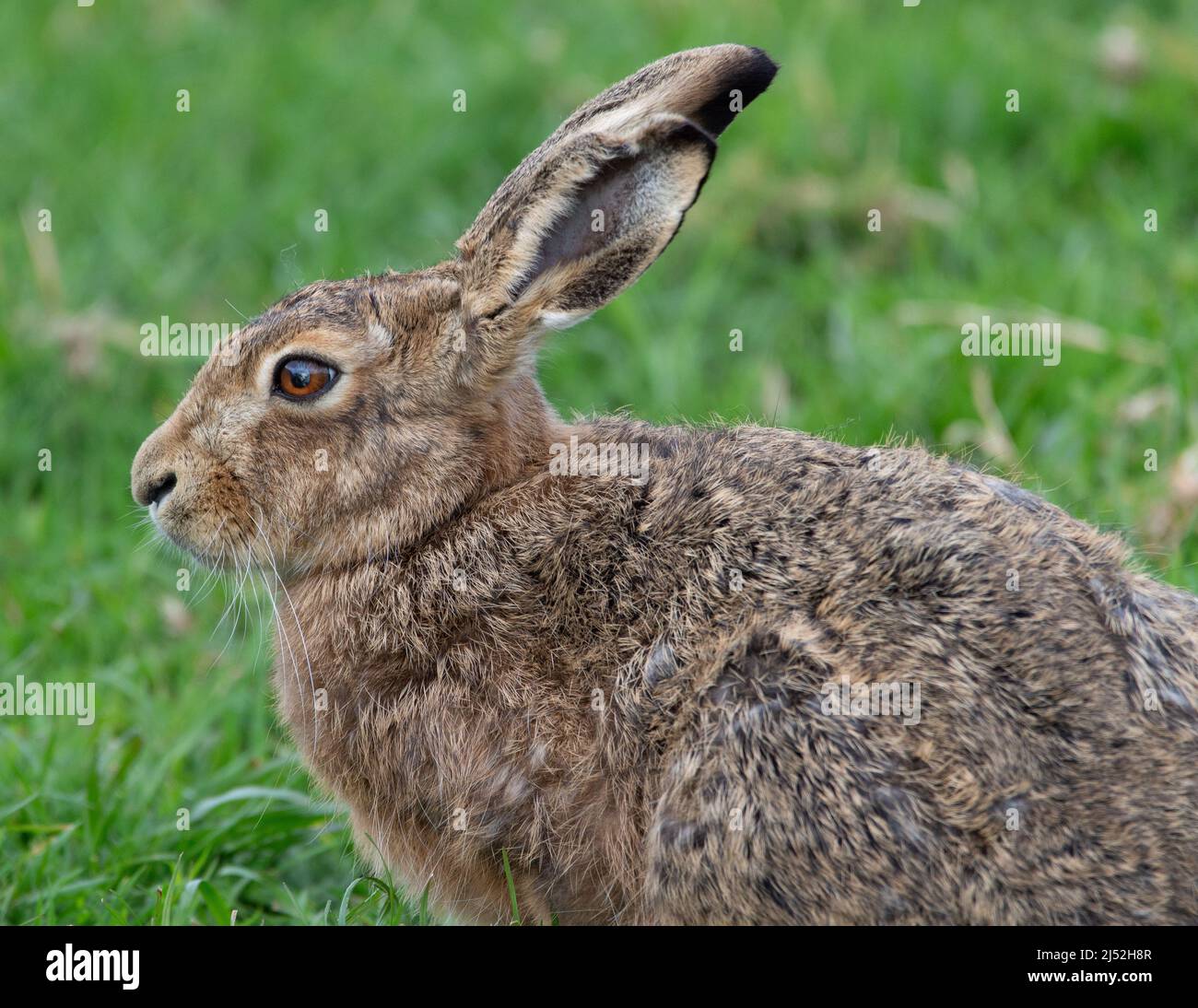 Hare chilling in short grass in a field in at spring time Stock Photo ...