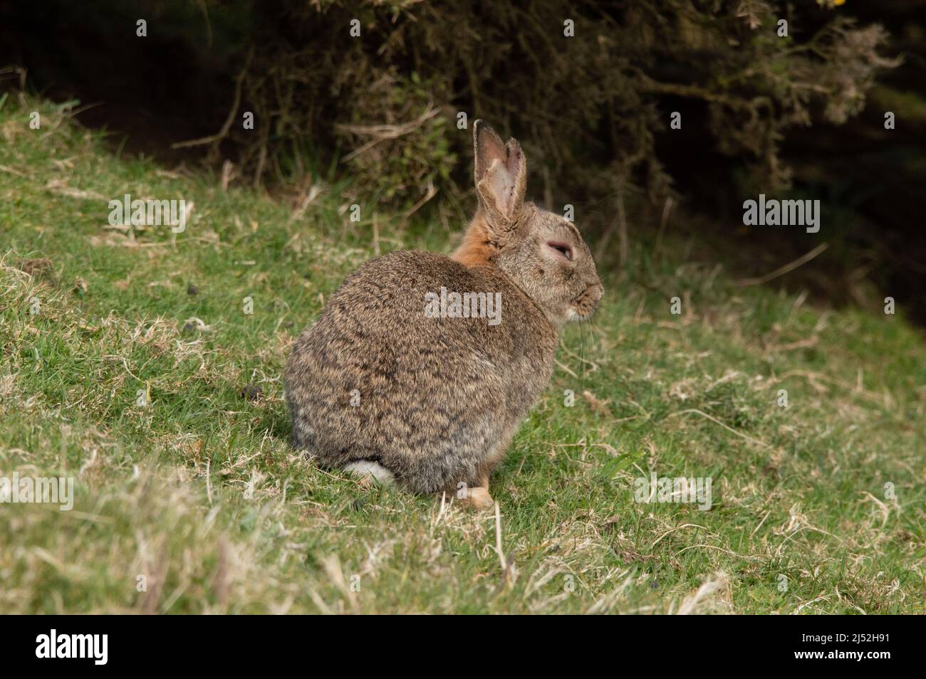 rabbet resting in a field at spring time Stock Photo - Alamy