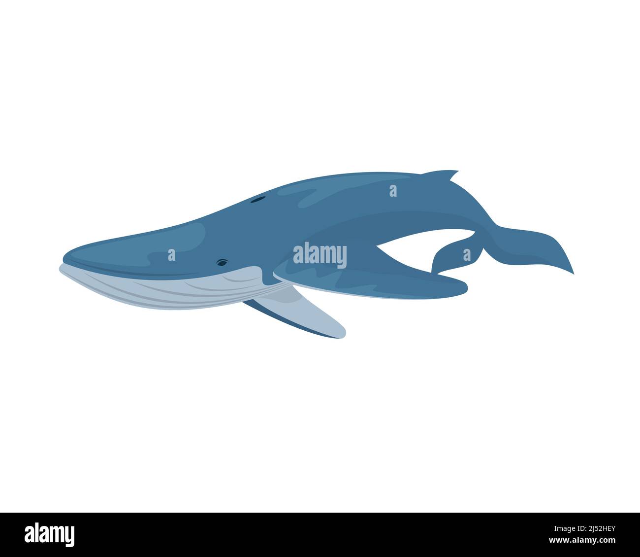 Detailed Swimming Blue Whale Illustration Vector Stock Vector Image ...